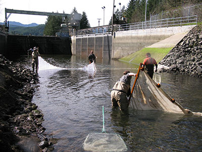 Upper Willamette Bull Trout | Native Fish Investigations Program
