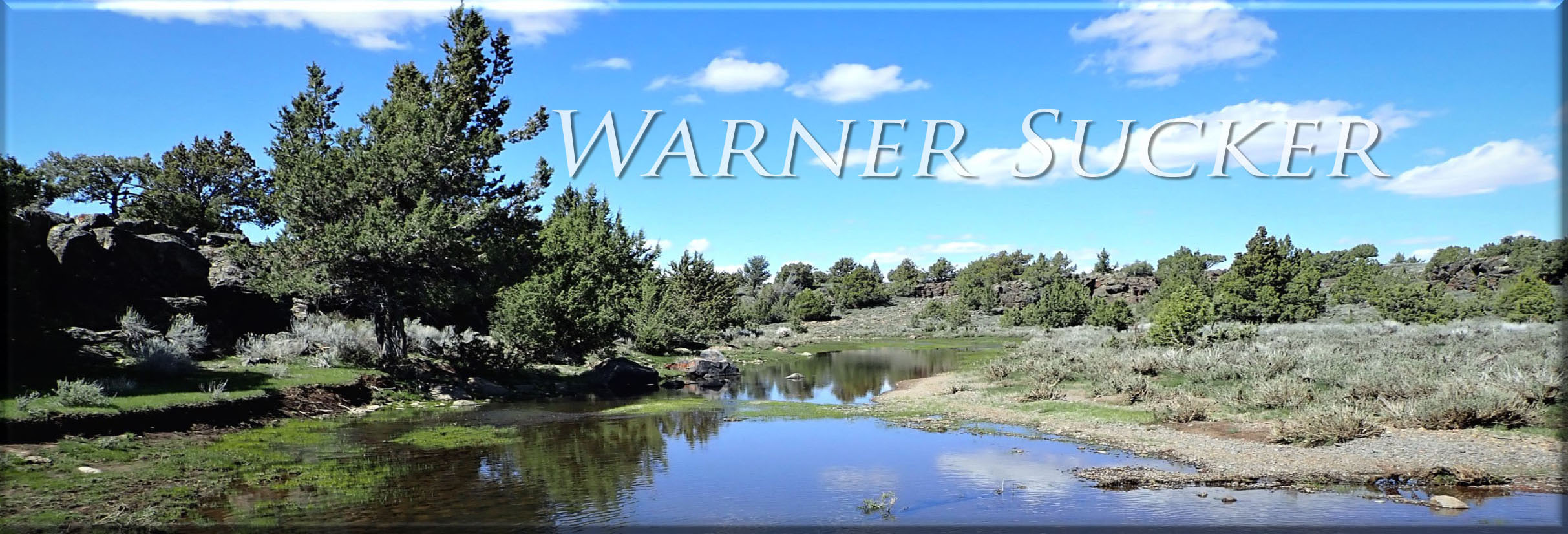 Warner Sucker | Native Fish Investigations Program